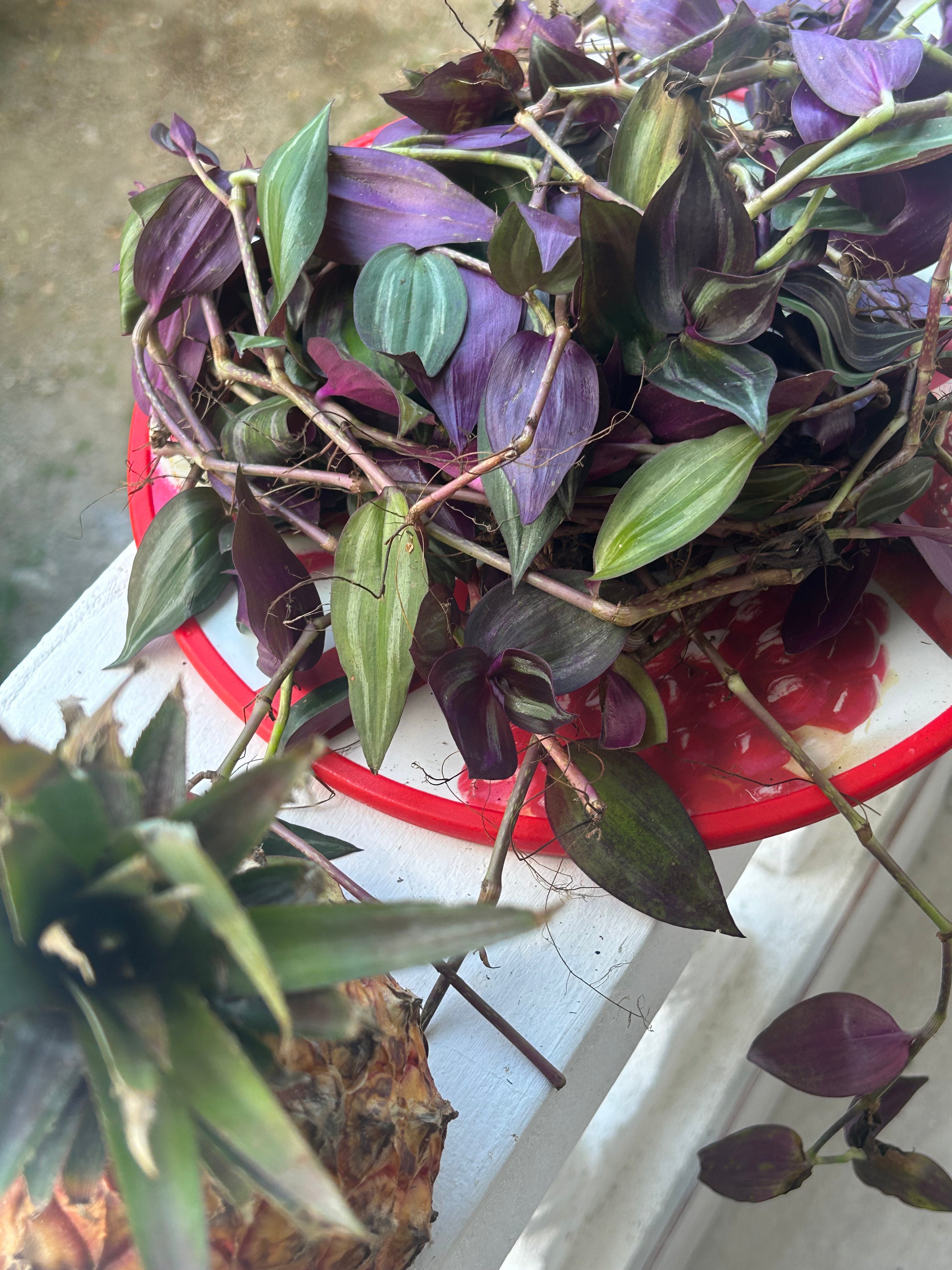 Red Water Grass – SEA MOSS LAWD