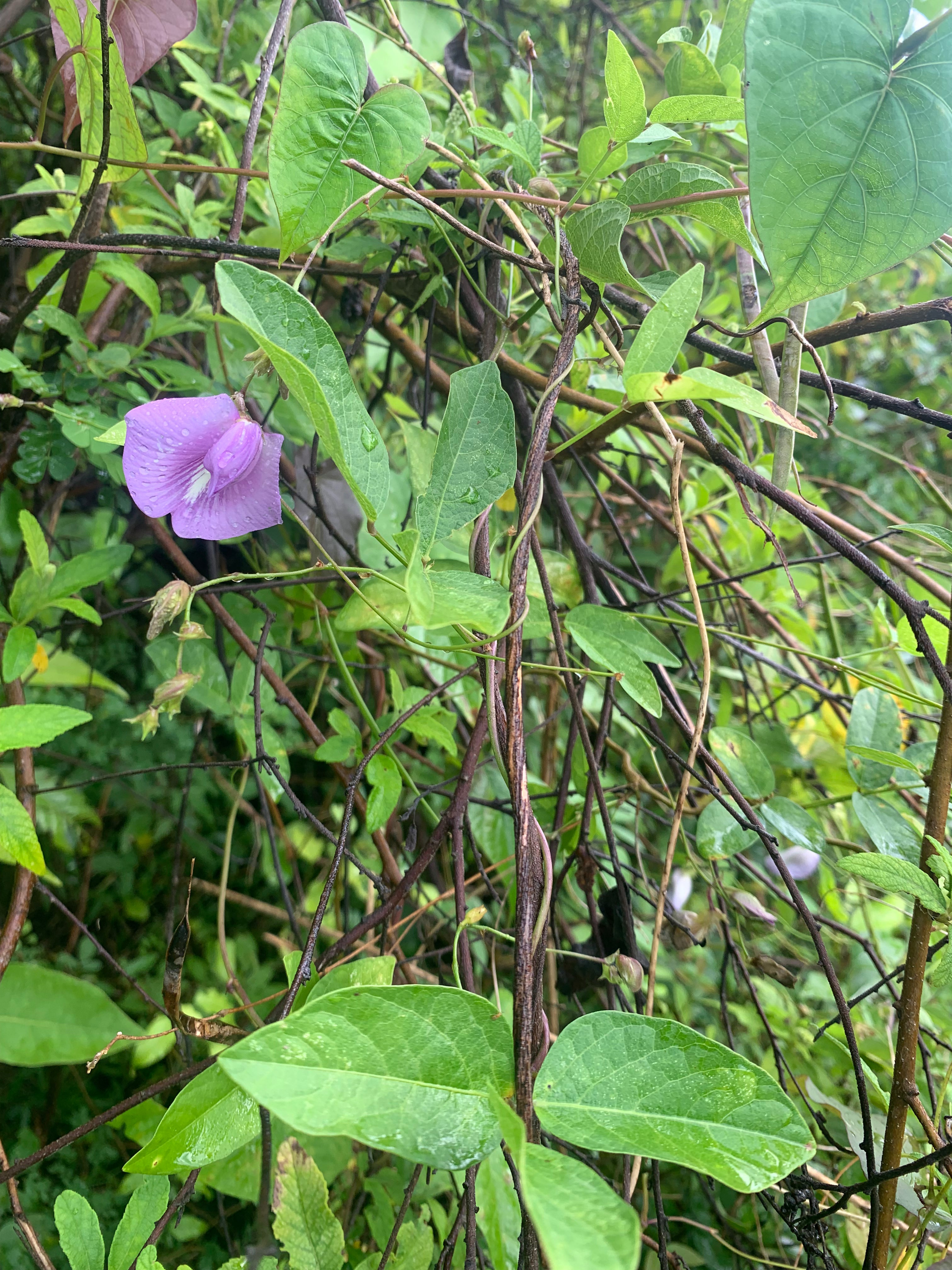 Piaba plant – SEA MOSS LAWD