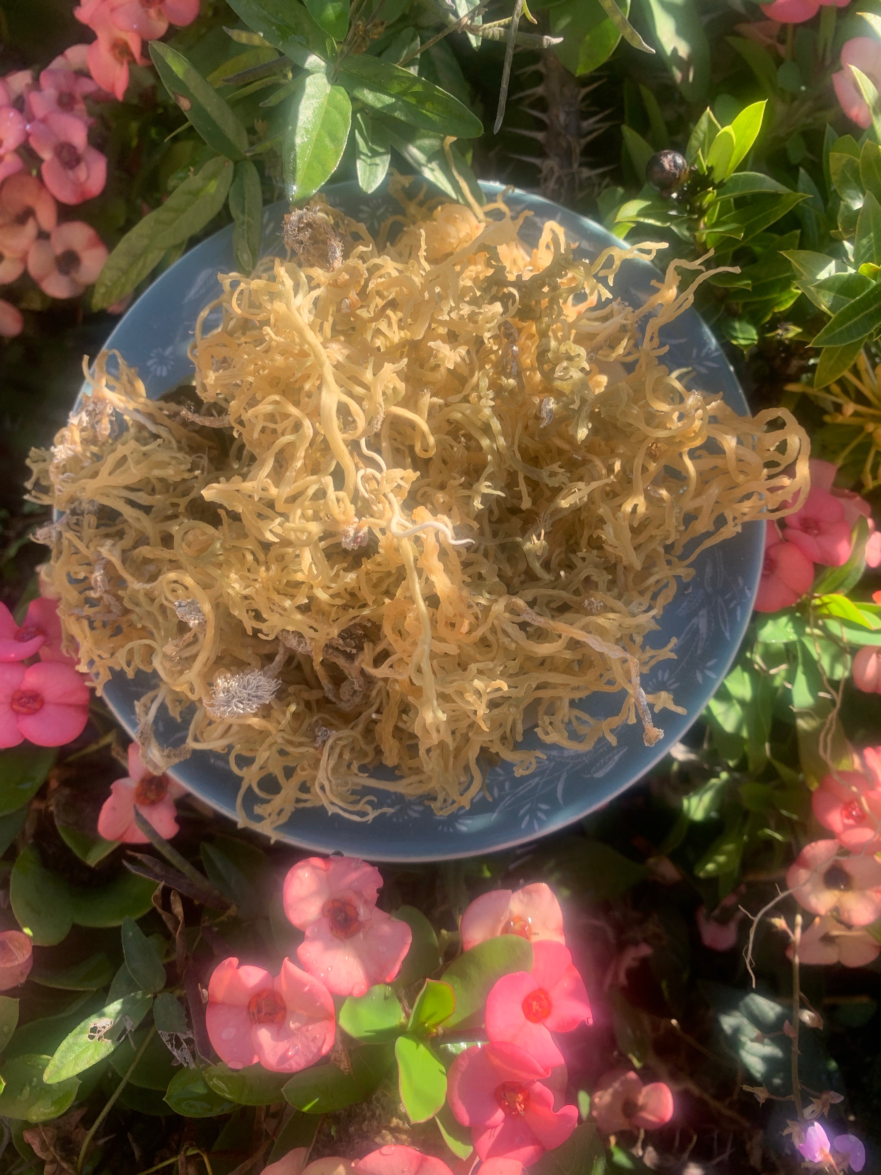 Wildcrafted Irish moss golden round – SEA MOSS LAWD